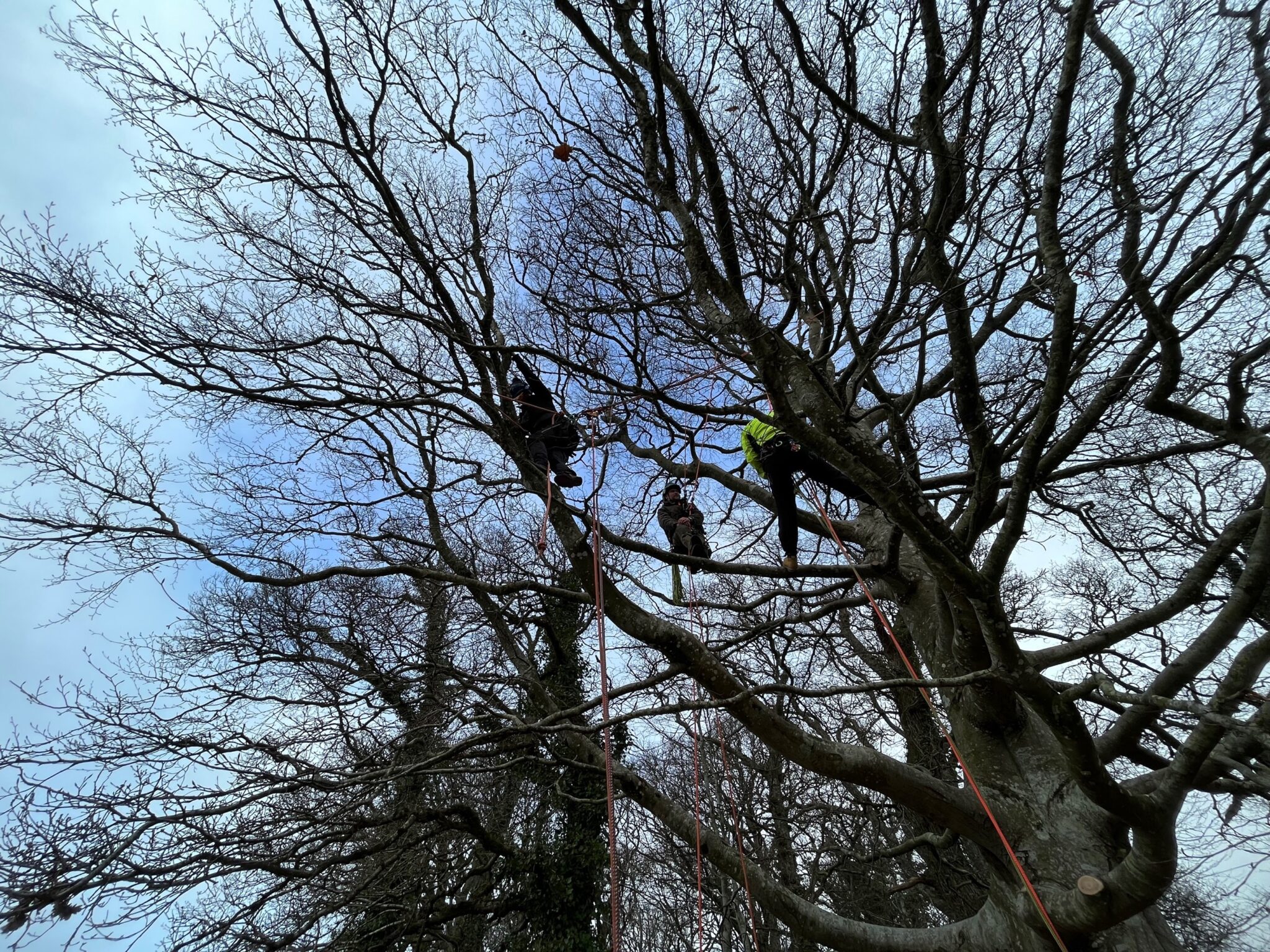 Level 2 Tree Climbing Training - Orbis Ecology