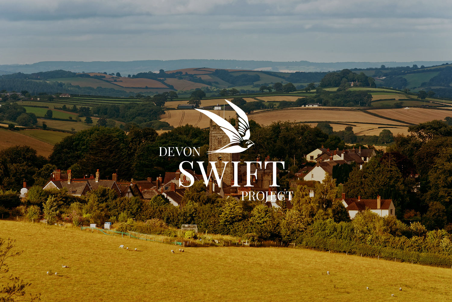 Devon Swift Project – an inspiring venture to be involved in! - Orbis Ecology